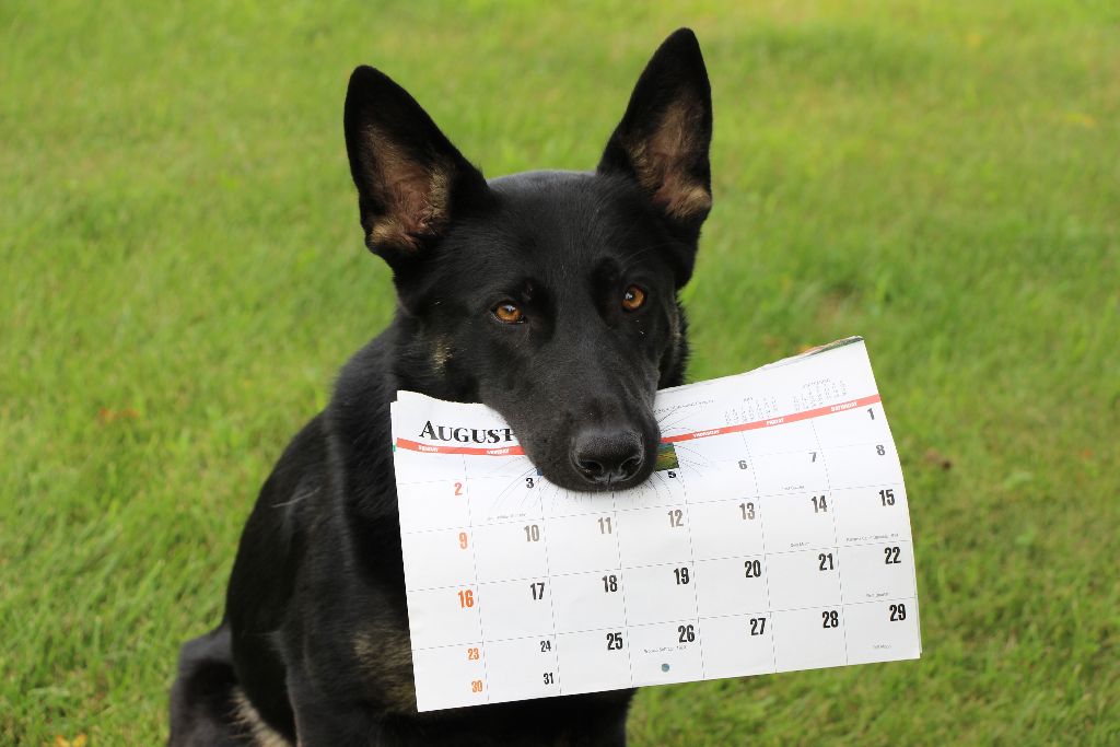Schedule of Dog Training Classes, Activities, Events in Twin Cities ...